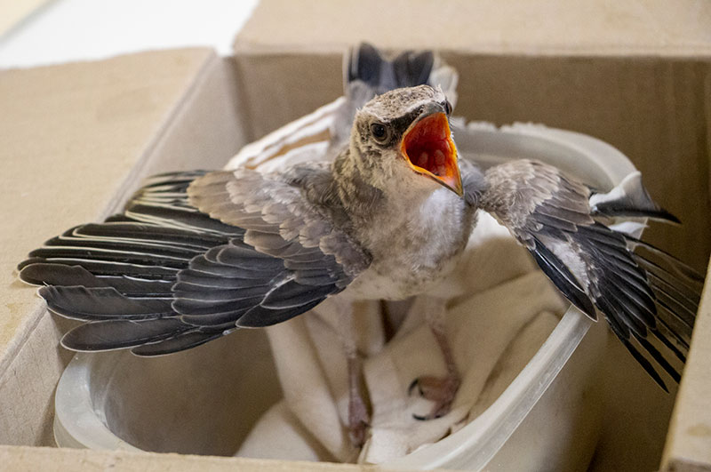 TARC Patient Of The Month - Wildlife Habitat