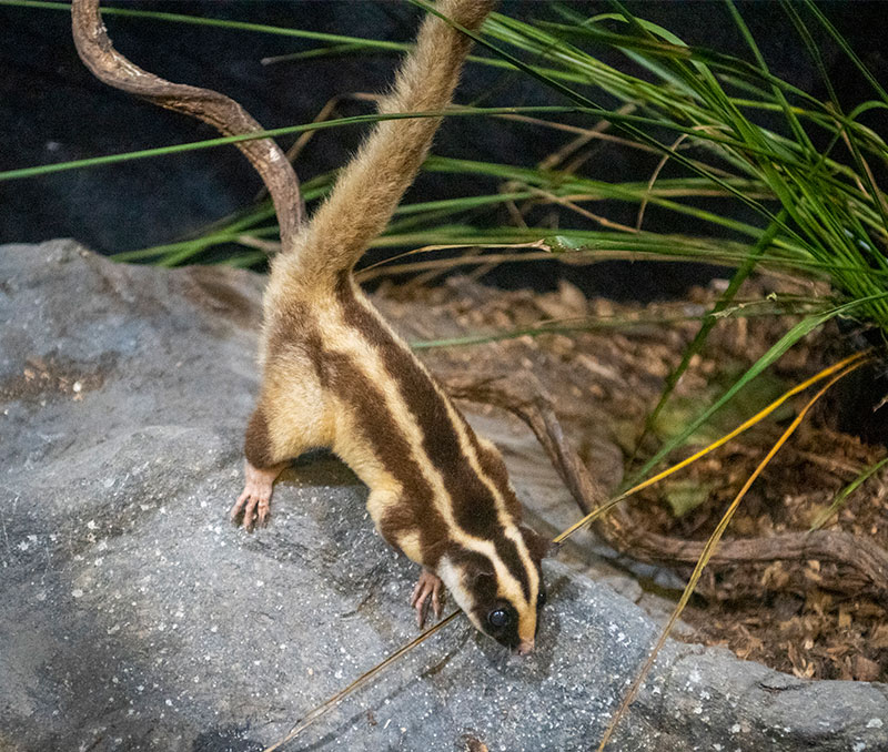 Striped Possum: 10 Incredible Facts - Wildlife Habitat
