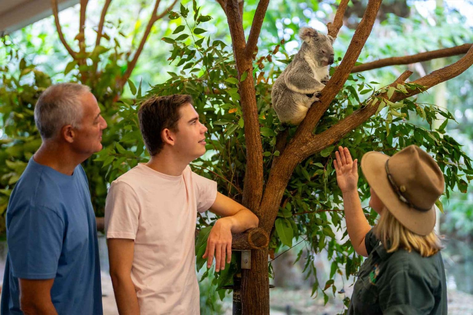 The Journey of a Koala: From Tiny Joey to Aussie Icon - Wildlife Habitat